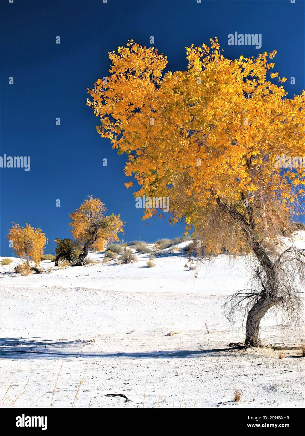Cottonwood tree and distant cottonwoods hi-res stock photography and ...