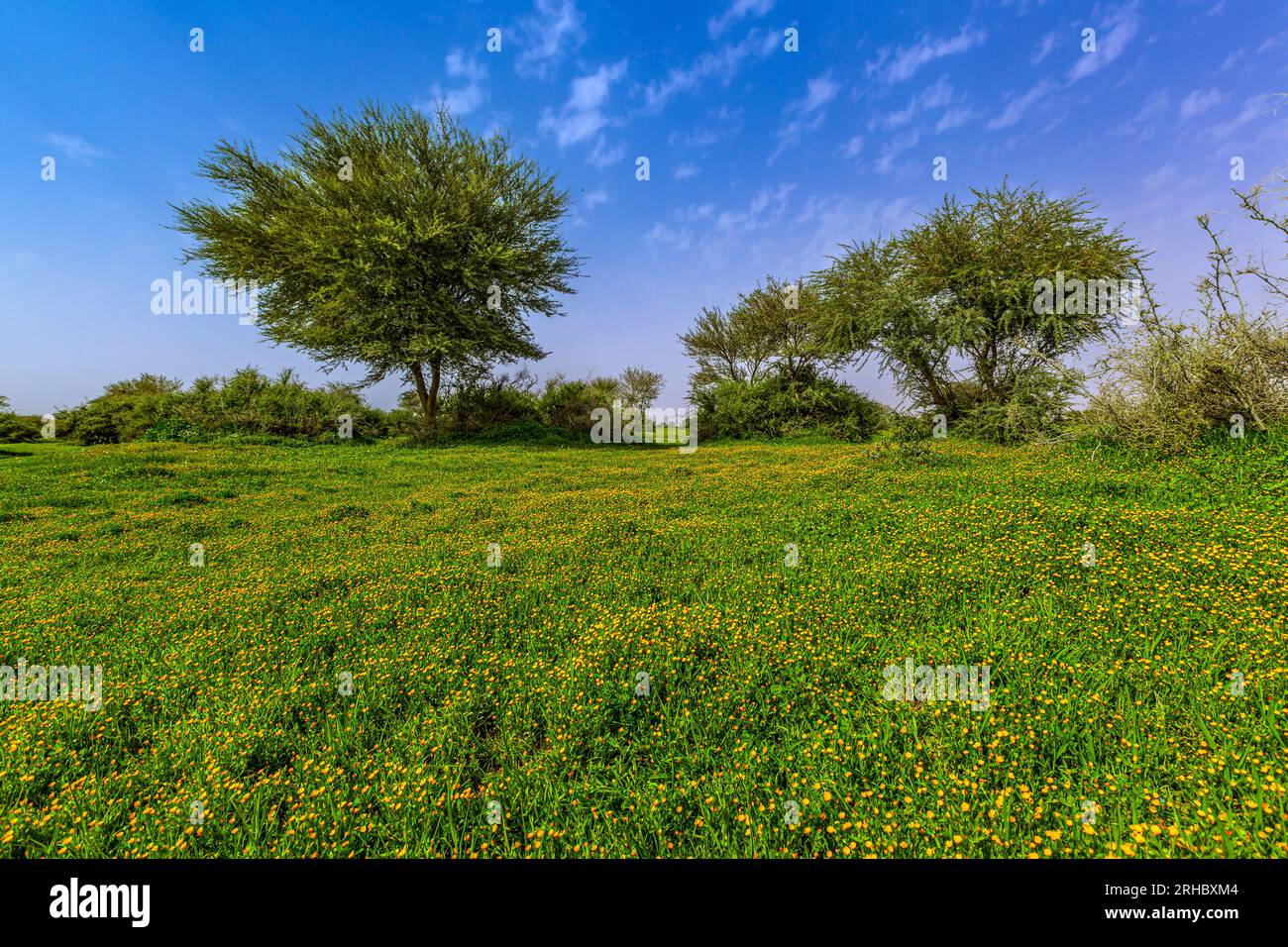 Lush desert landscape after rains, Ghailana, Rawdat Khuraim, Saudi ...