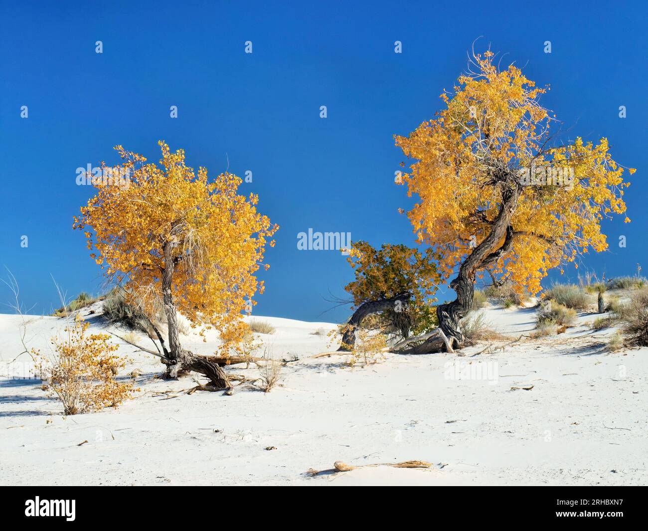 Trees of new mexico hi-res stock photography and images - Alamy