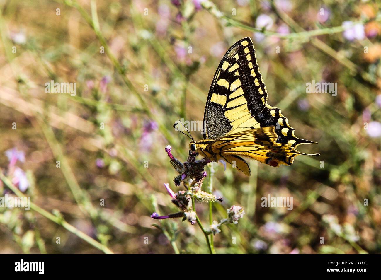 Yellow butterfly in Raganello Gorge in Civita, Calabria in Italy ...