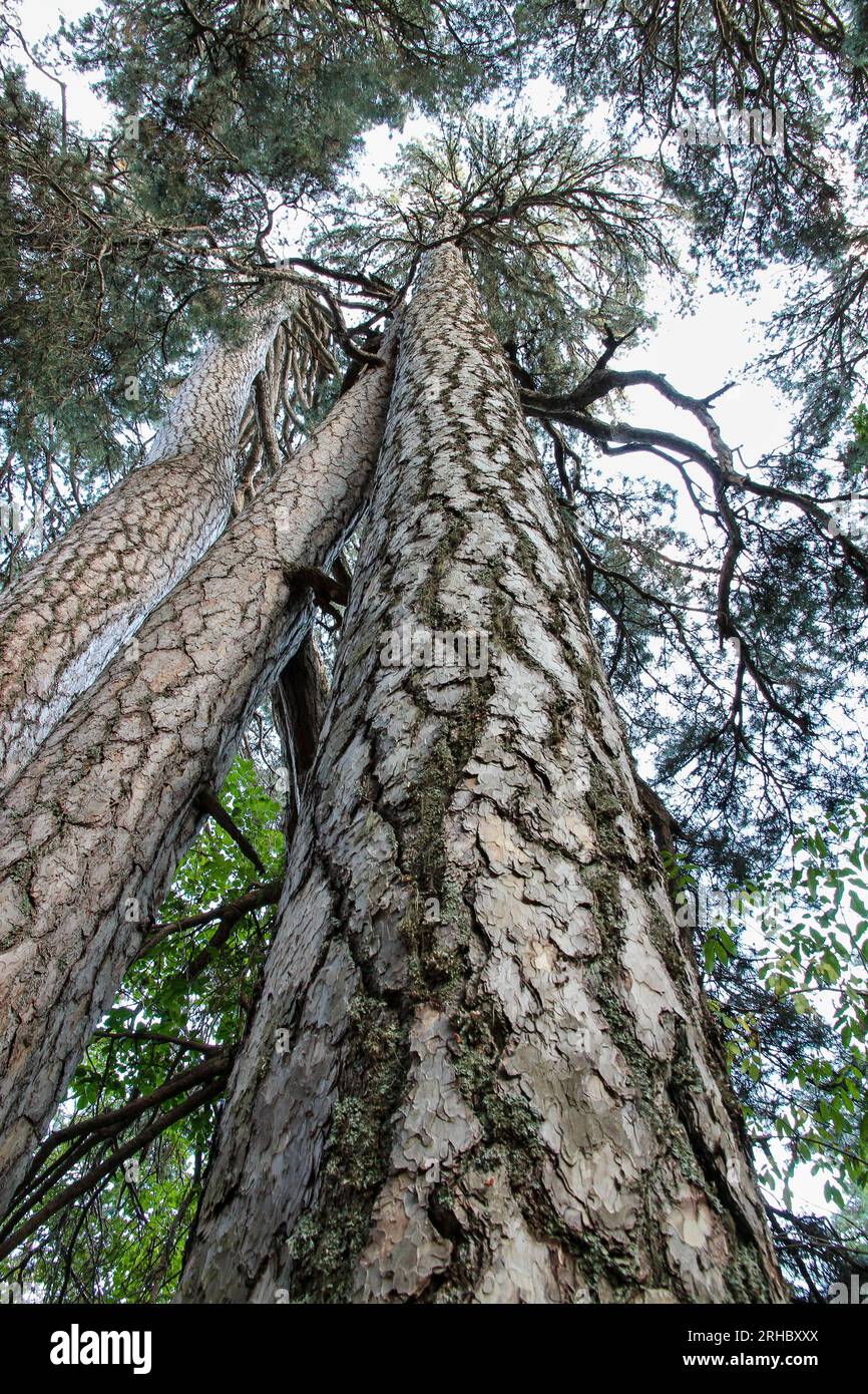 The giant pine trees of the secular reserve of the Giganti della Sila ...