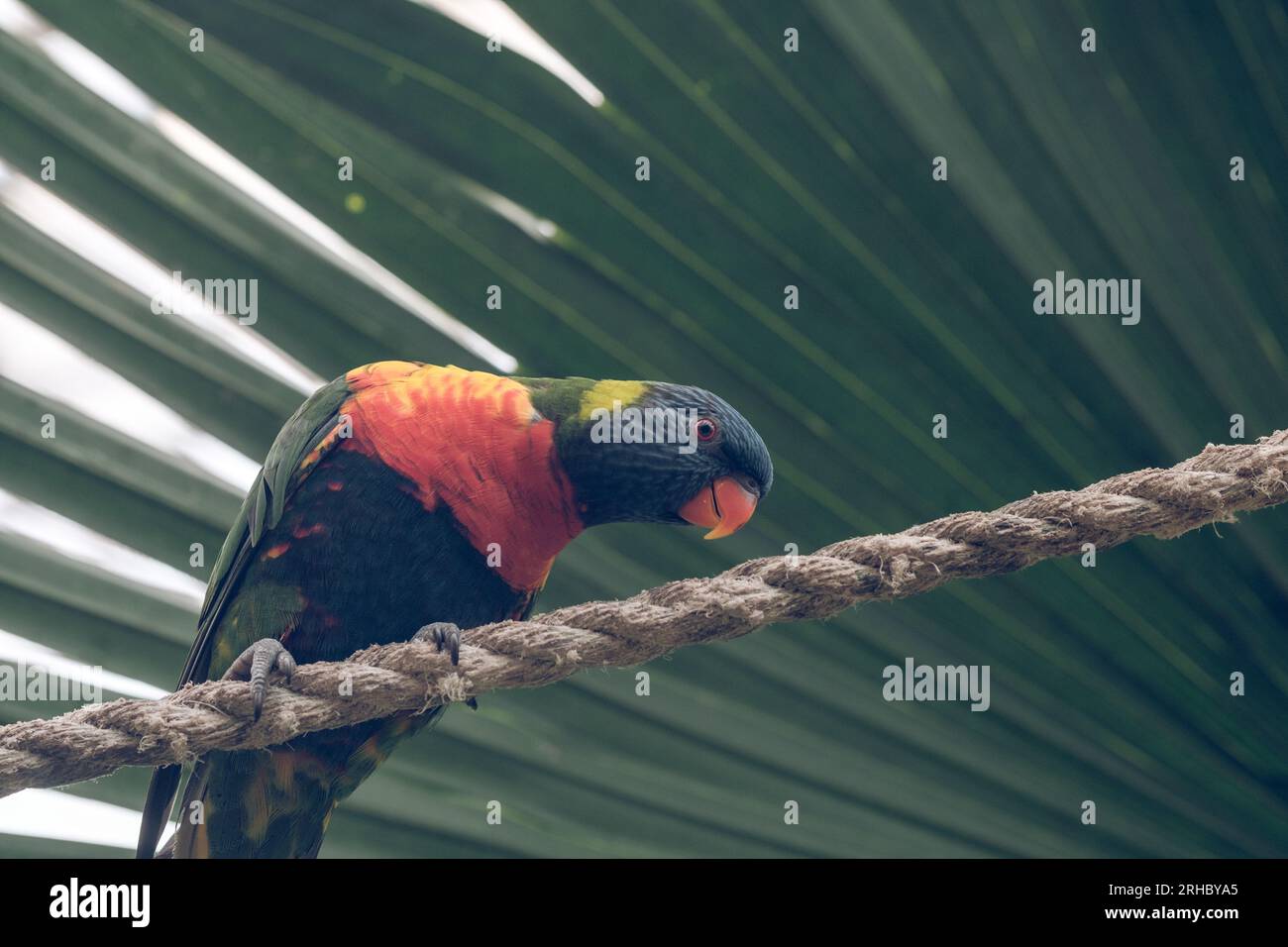 From below of small colorful bird with multicolored plumage sitting on ...