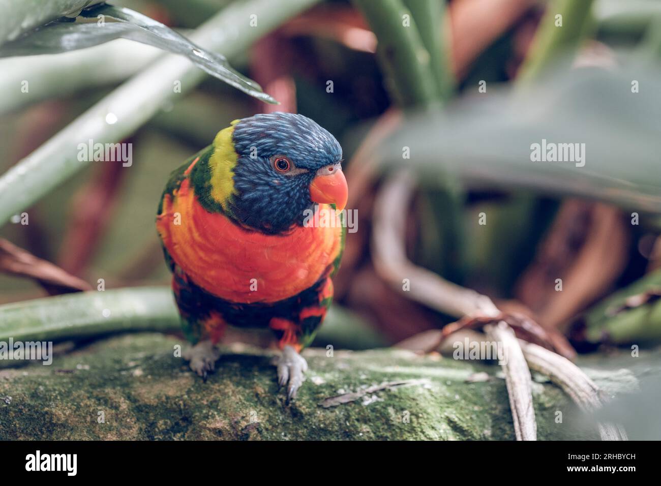 From above of small colorful bird with rainbow plumage sitting on stone ...