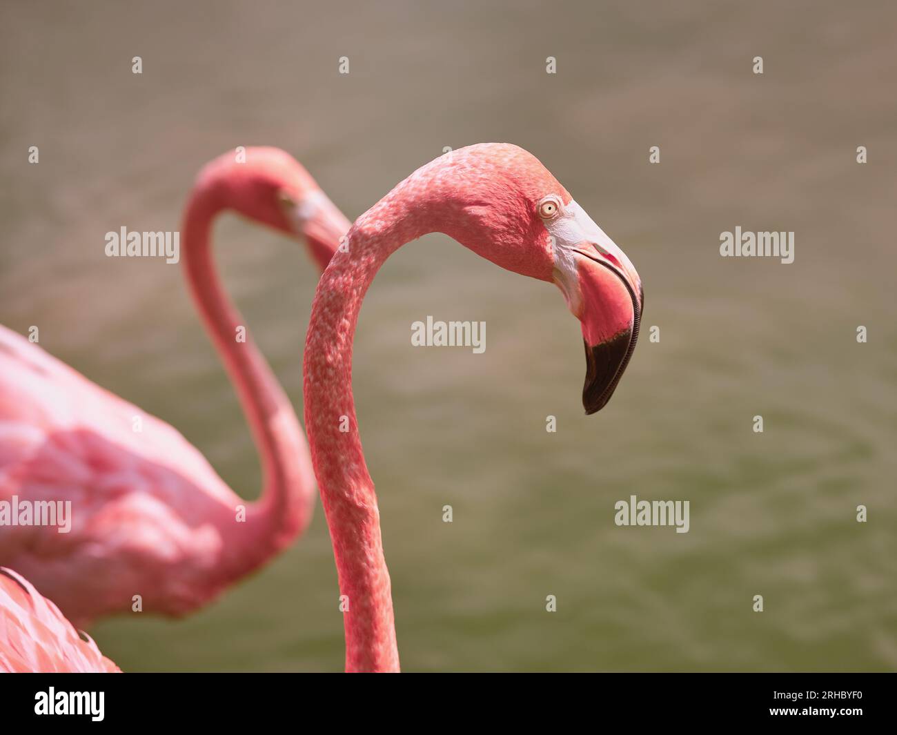Side view of pink flamingos with long neck and curve beak walking in ...