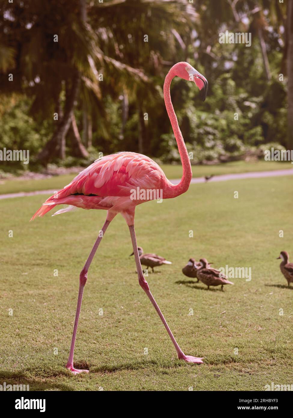 Flamingo full plumage hi-res stock photography and images - Alamy