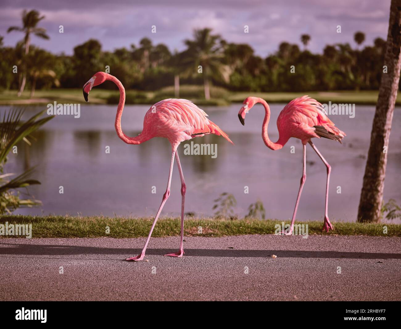 Side view of beautiful flamingos with pink feathers and long necks and ...