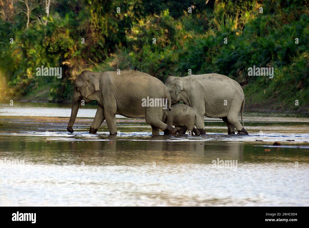 Elephant family walking in a river, Kaziranga National Park, Assam ...
