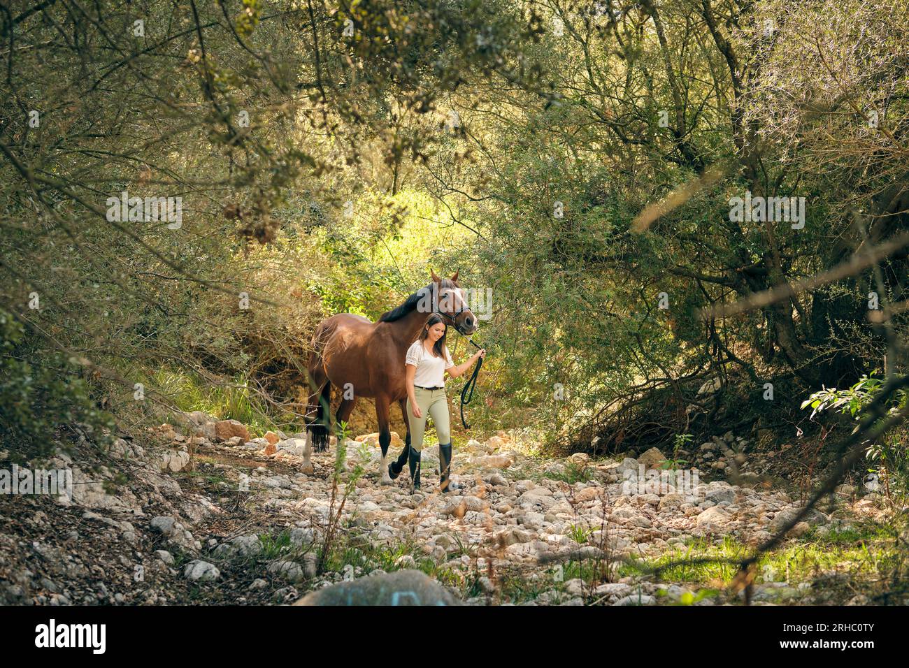 Female rider leading brown horse and walking on rocky ground on sunny ...