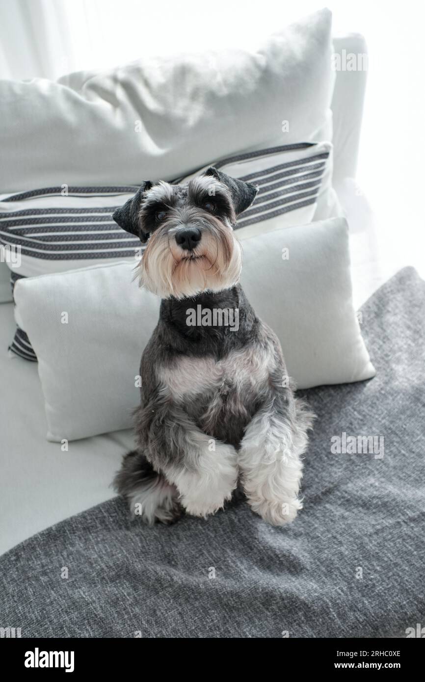 From above of obedient Miniature Schnauzer standing on hind legs while ...