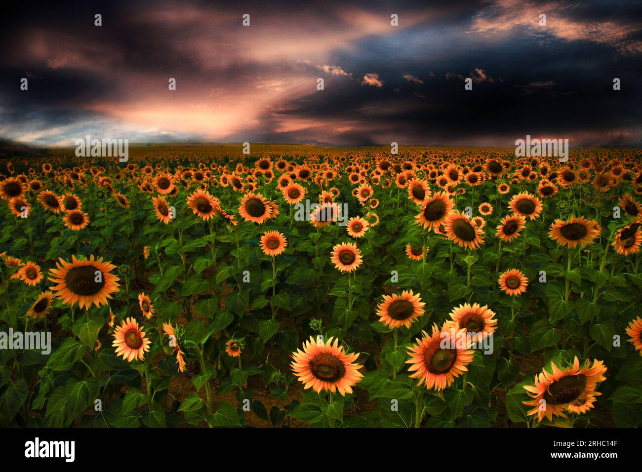 Sunflower flower field hi-res stock photography and images - Alamy
