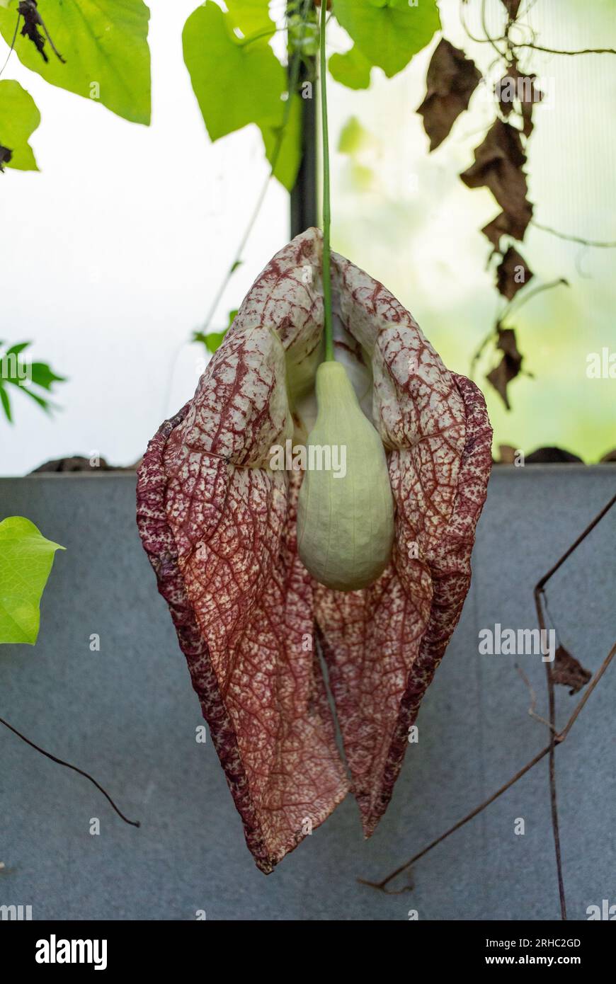 Aristolochia gigantea, the Brazilian Dutchman's pipe or giant pelican ...