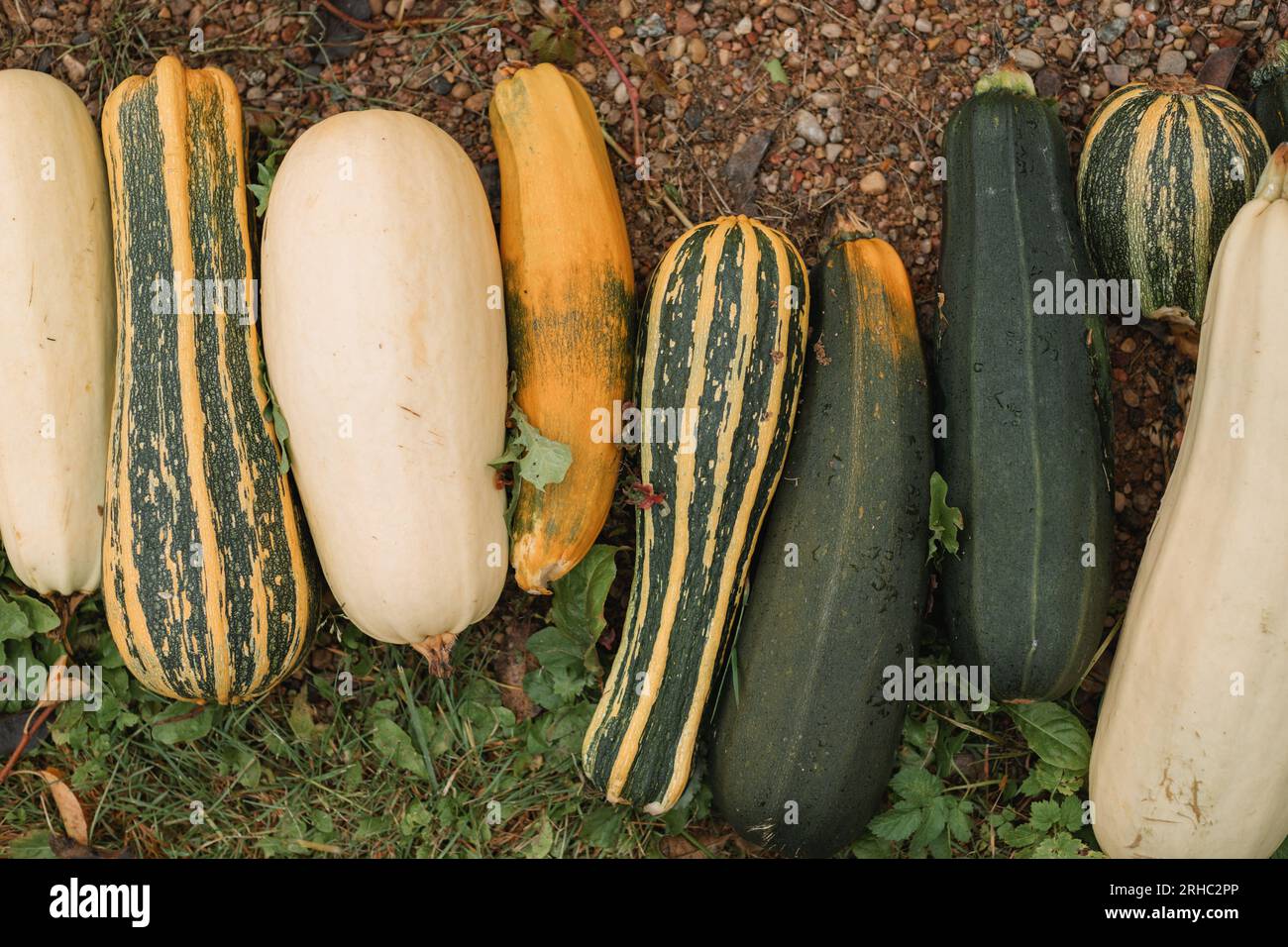Courgettes row hi-res stock photography and images - Alamy