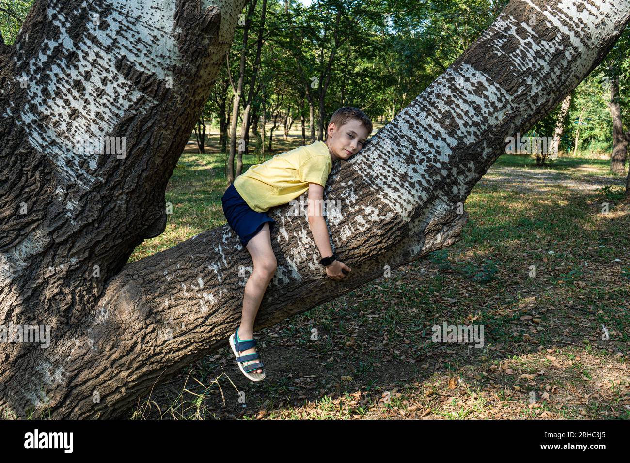 Boy hugging tree trunk hi-res stock photography and images - Alamy
