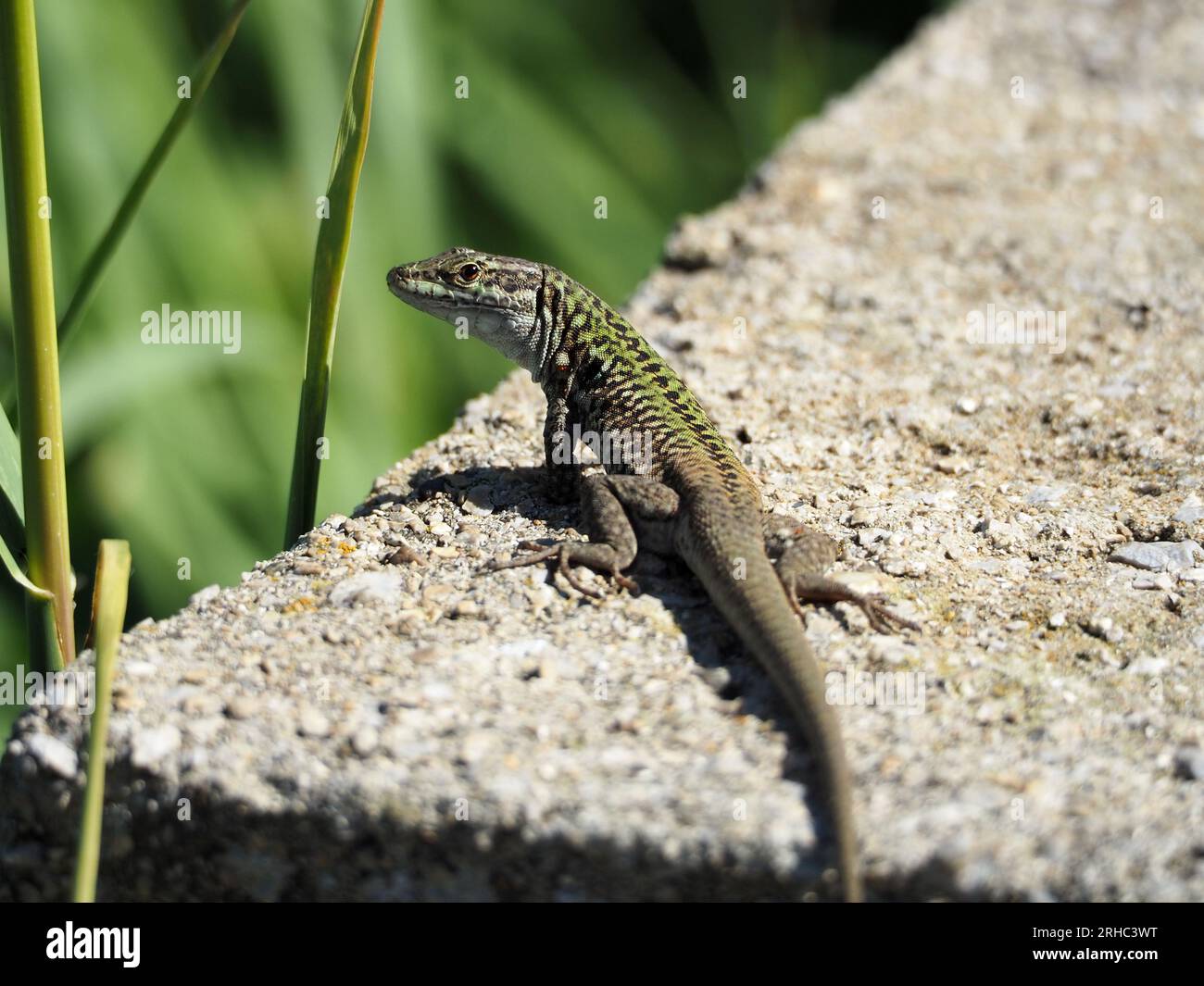 Sicilian Wall Lizard, Podarcis waglerianus, at rest on a wall in ...