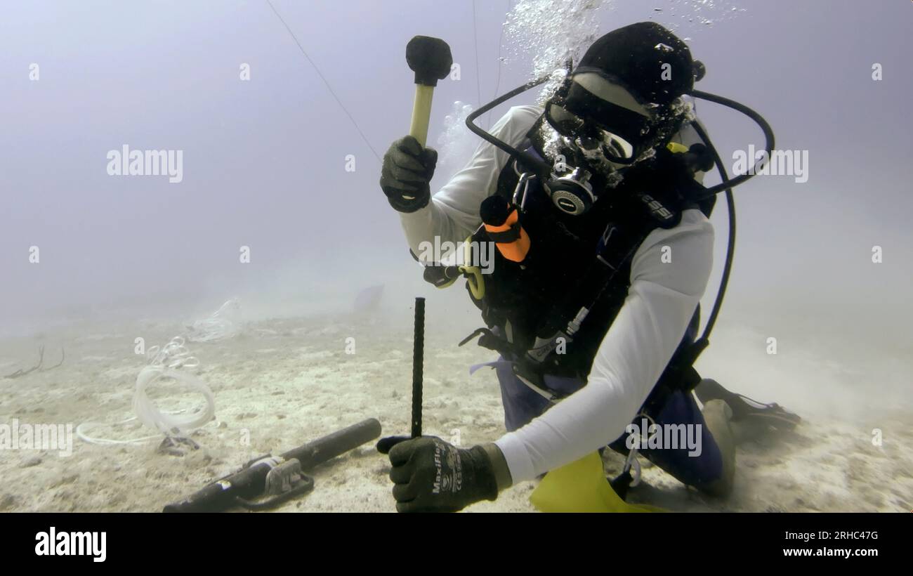 A diver with nonprofit Reef Renewal USA pounds a stake into the sea ...