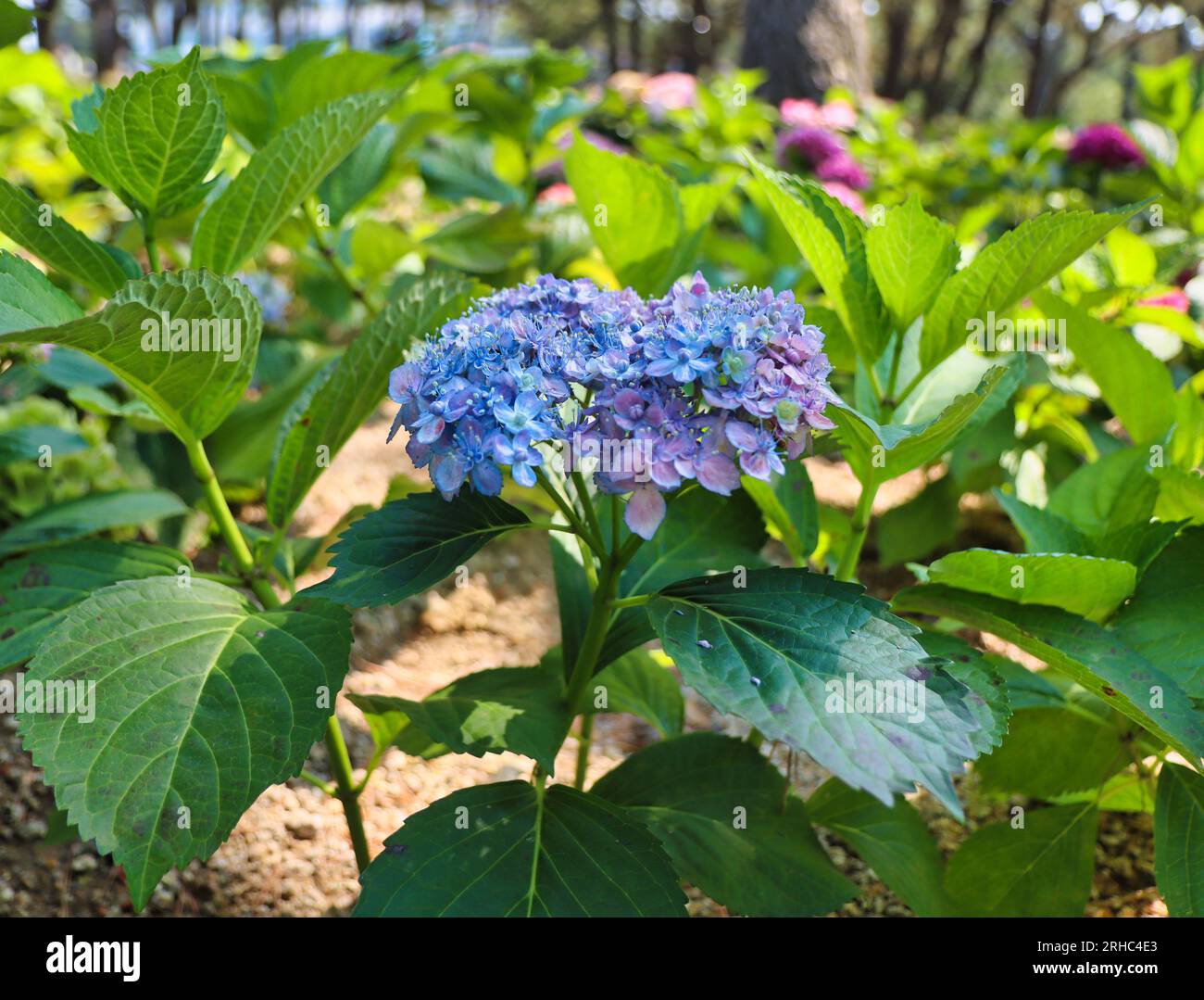hydrangea suguk flower blooming in haeundae beach, Dongbaek island ...
