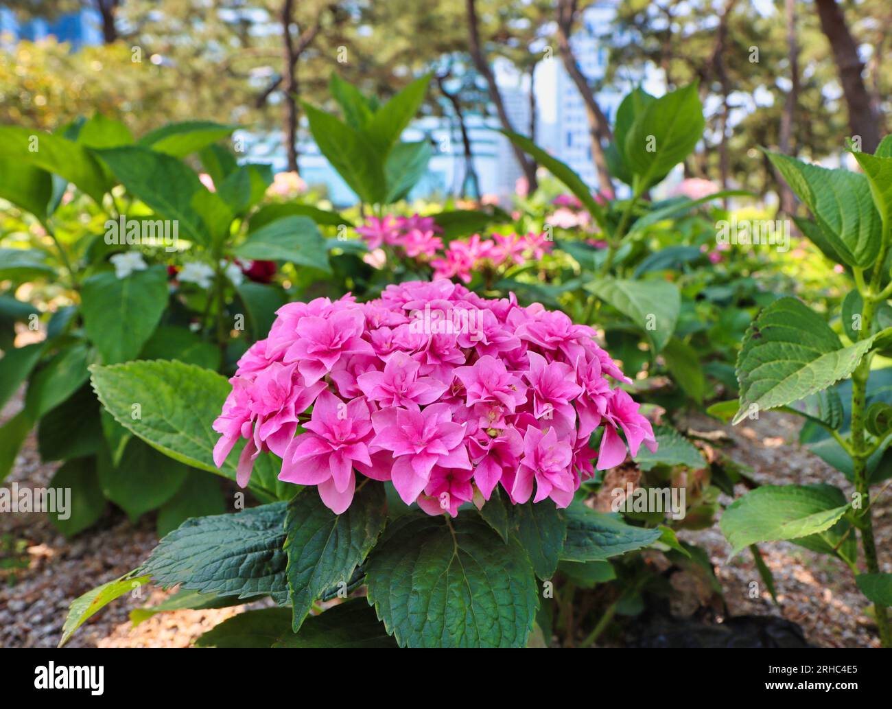 hydrangea suguk flower blooming in haeundae beach, Dongbaek island ...
