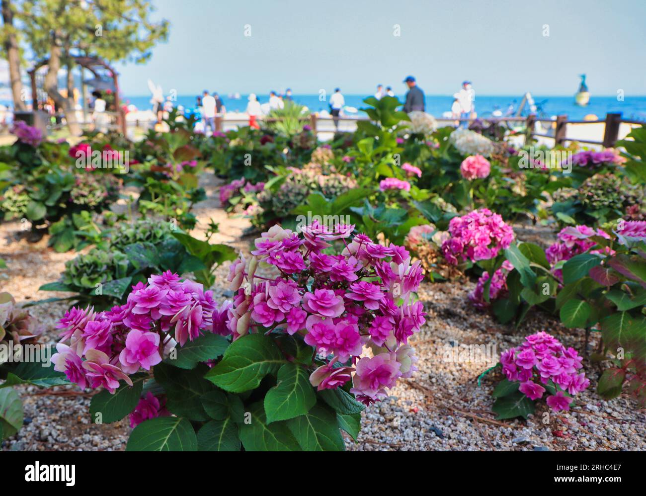 hydrangea suguk flower blooming in haeundae beach, Dongbaek island ...