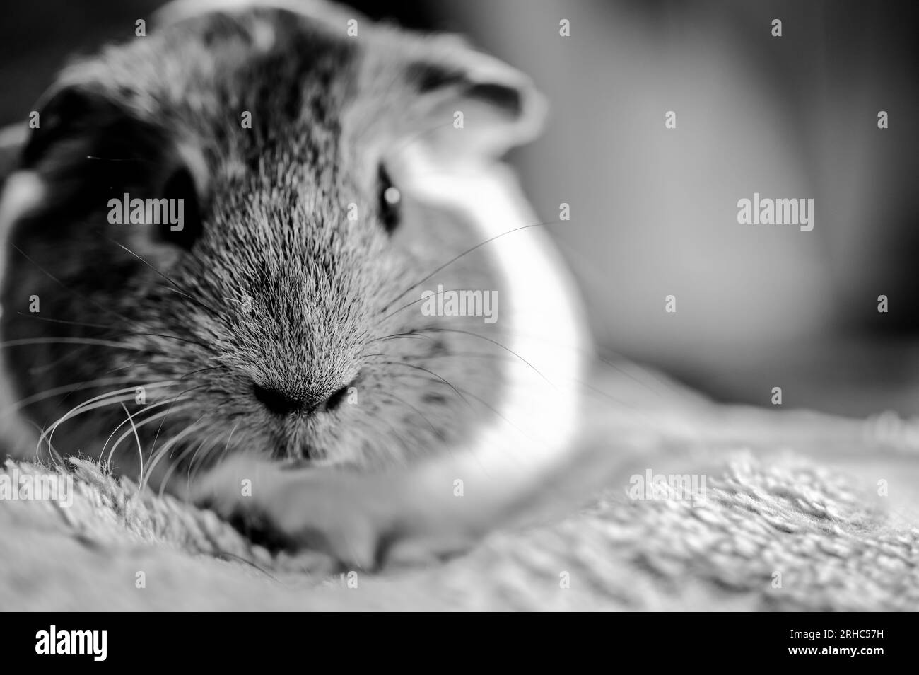 Guinea pig with inquisitive expression looking at the camera Stock ...