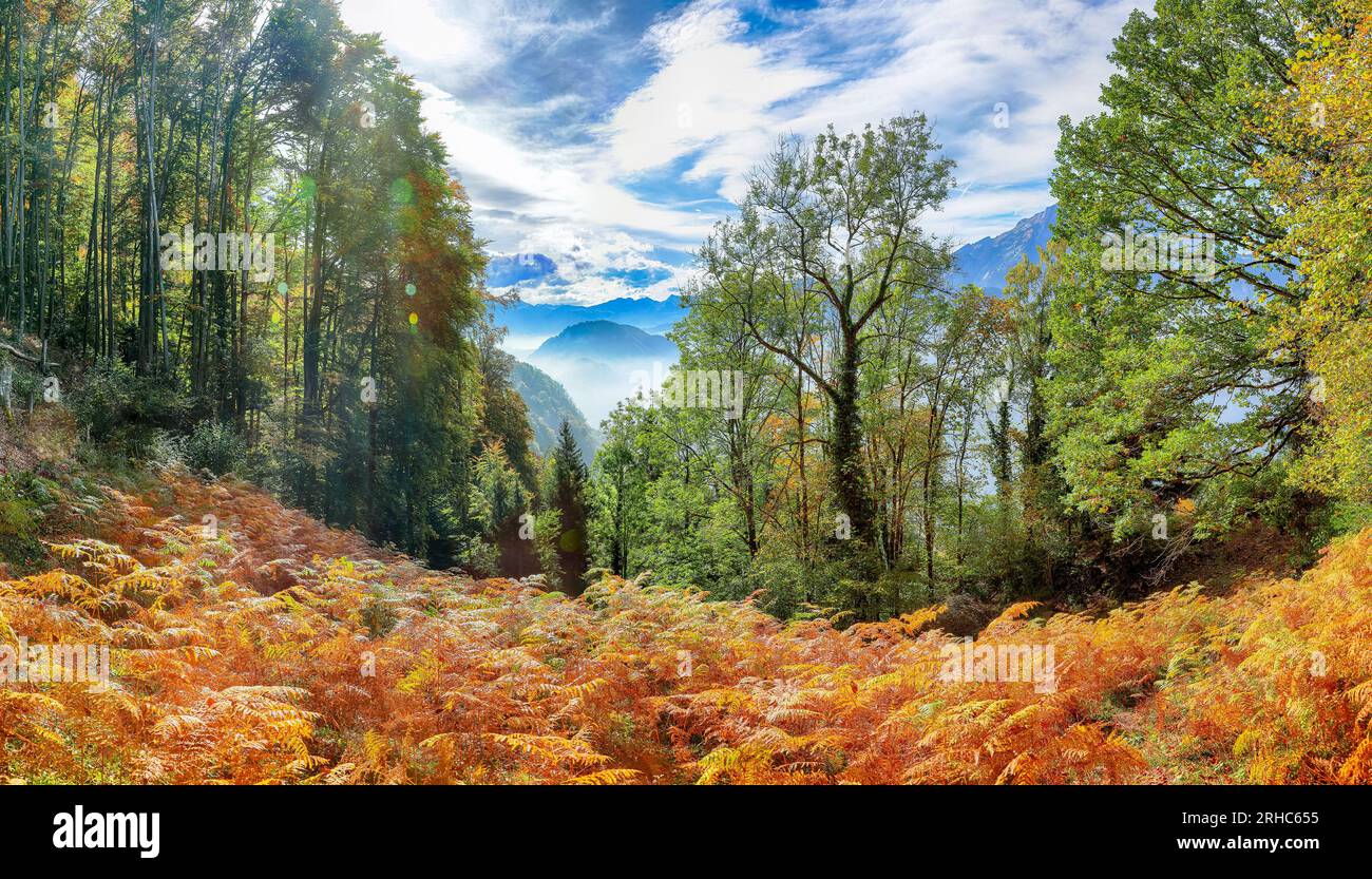 Outstanding autumn viewof forest in suburb of Stansstad city with ...