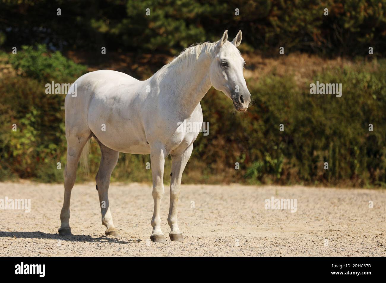 White mare hi-res stock photography and images - Alamy