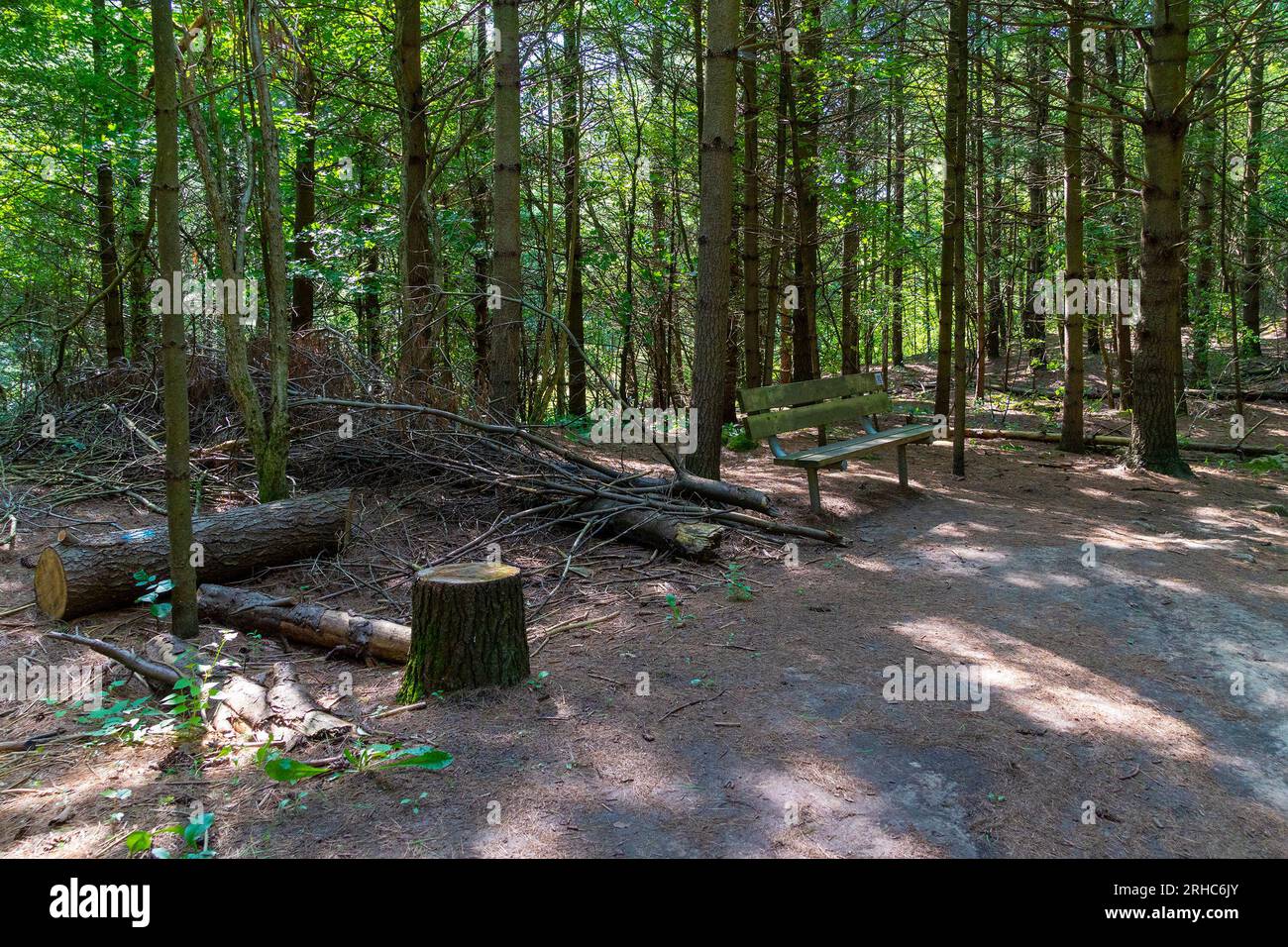 In the thicket of a spruce forest there is a bench next to the ...