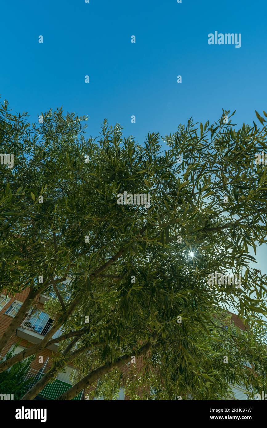 Tree branches full green summer hi-res stock photography and images - Alamy