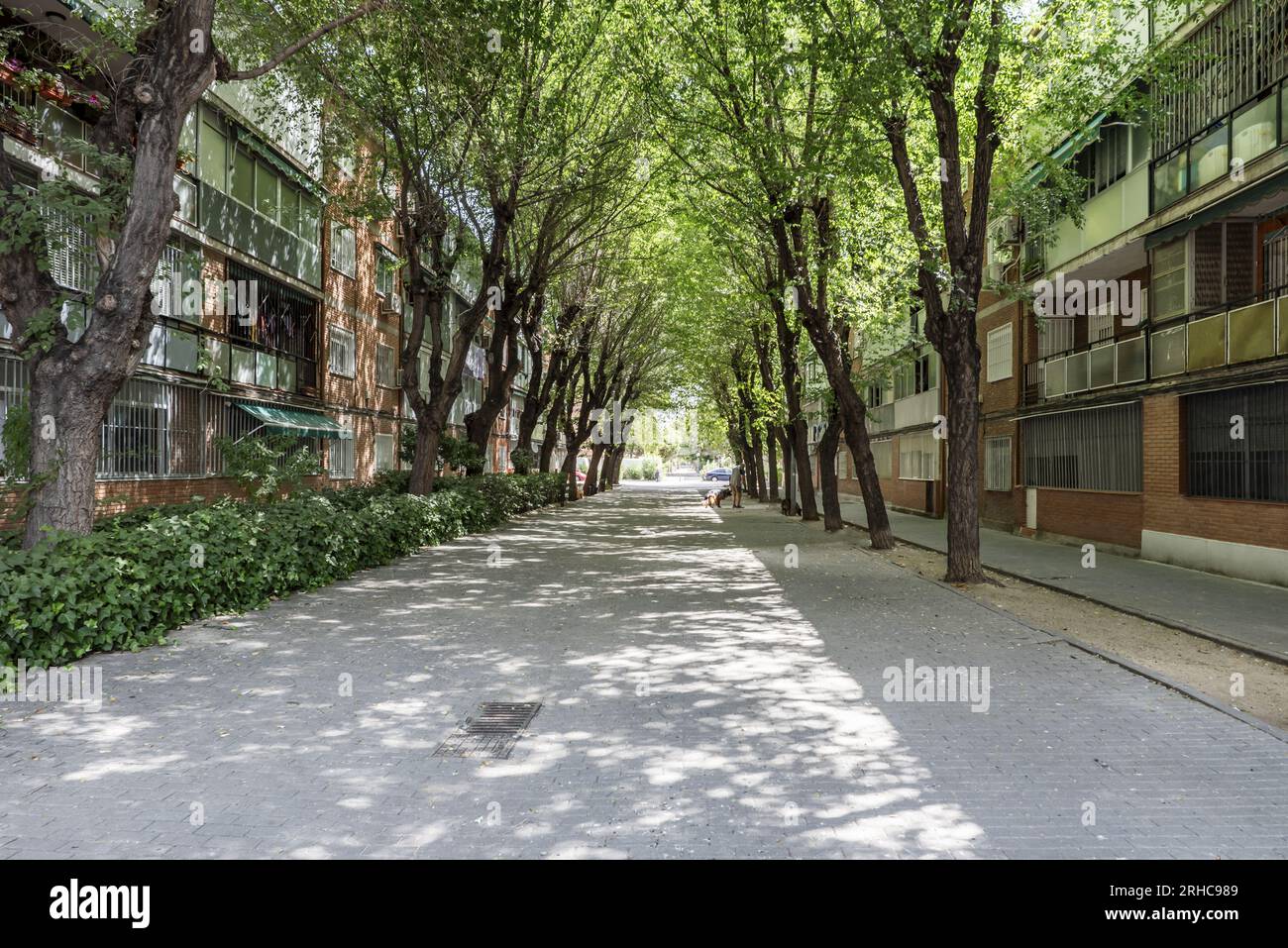 Urban promenade flanked by buildings and a large number of trees ...