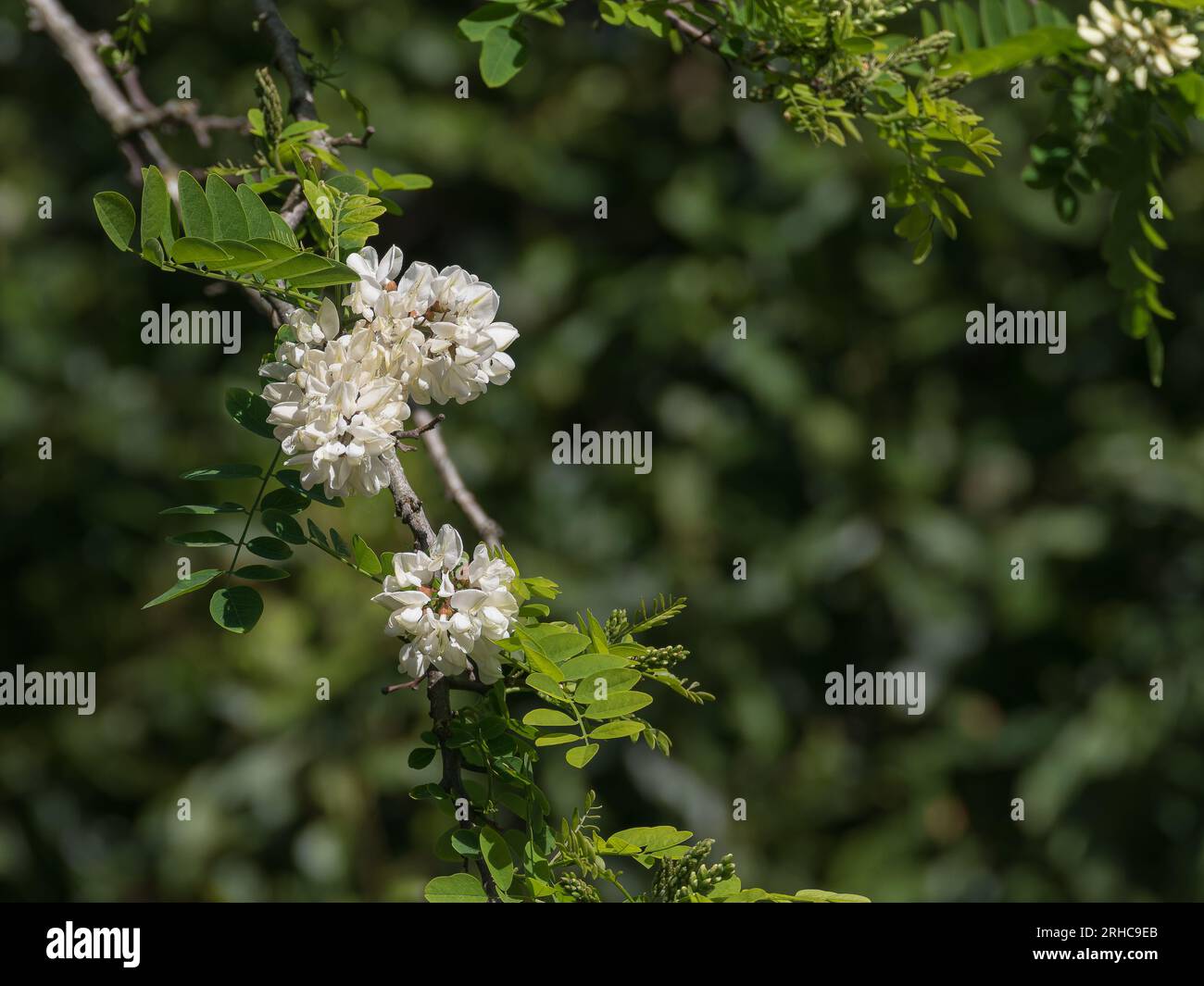 Robinia pseudoacacia branch with flowers in the sunlight Stock Photo ...