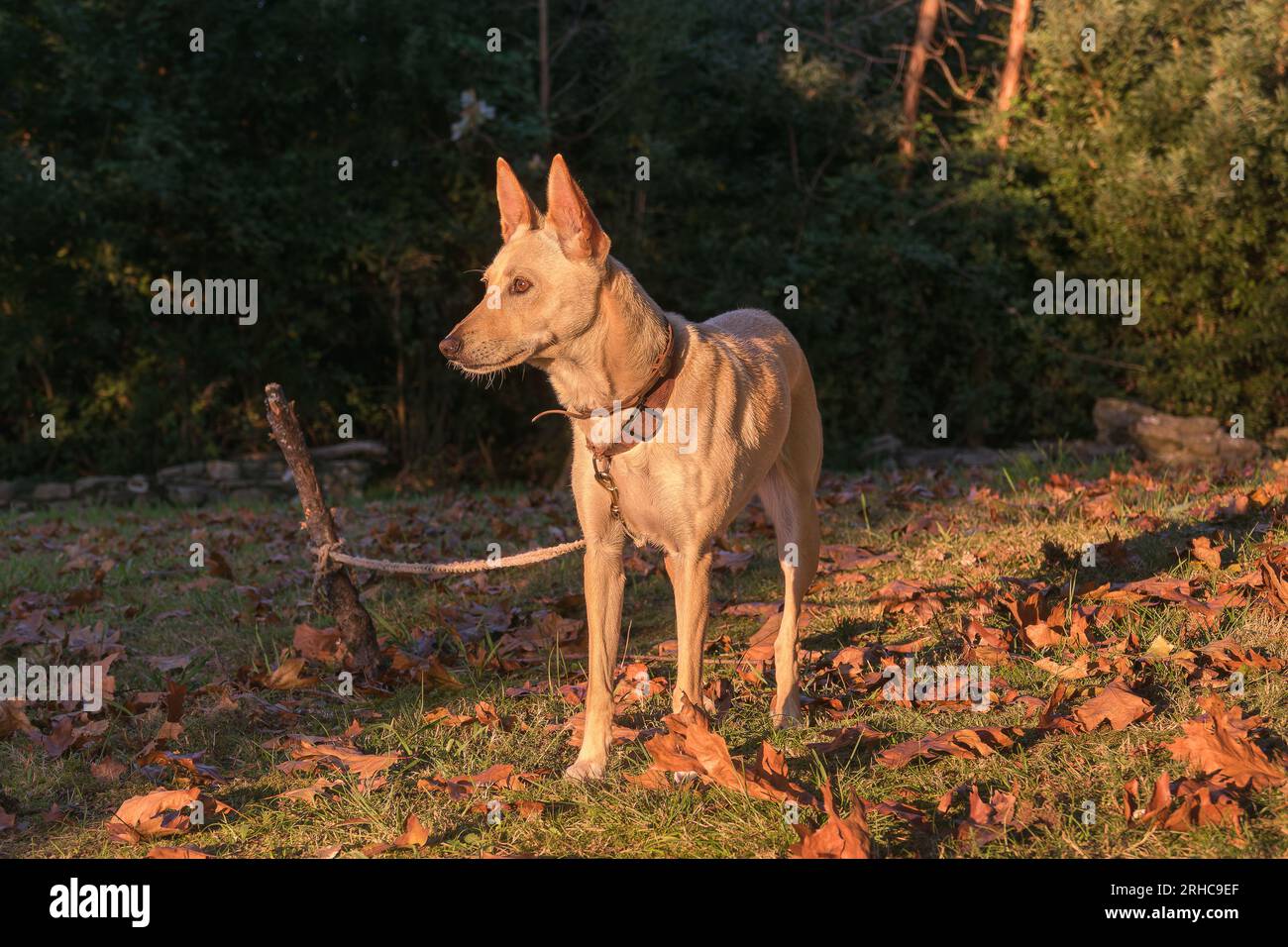 Portuguese Podengo hunting dog tied up, standing, close up view with ...