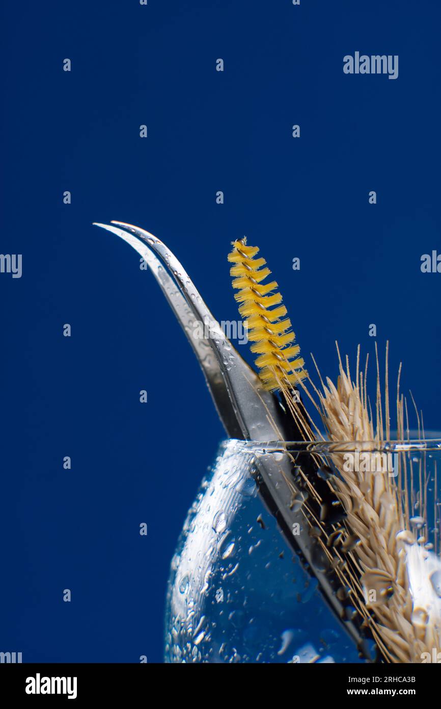 False wheat hi-res stock photography and images - Alamy