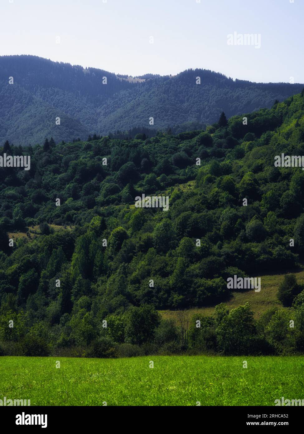 A strip of green grass on a meadow and forest on hills in nature in ...