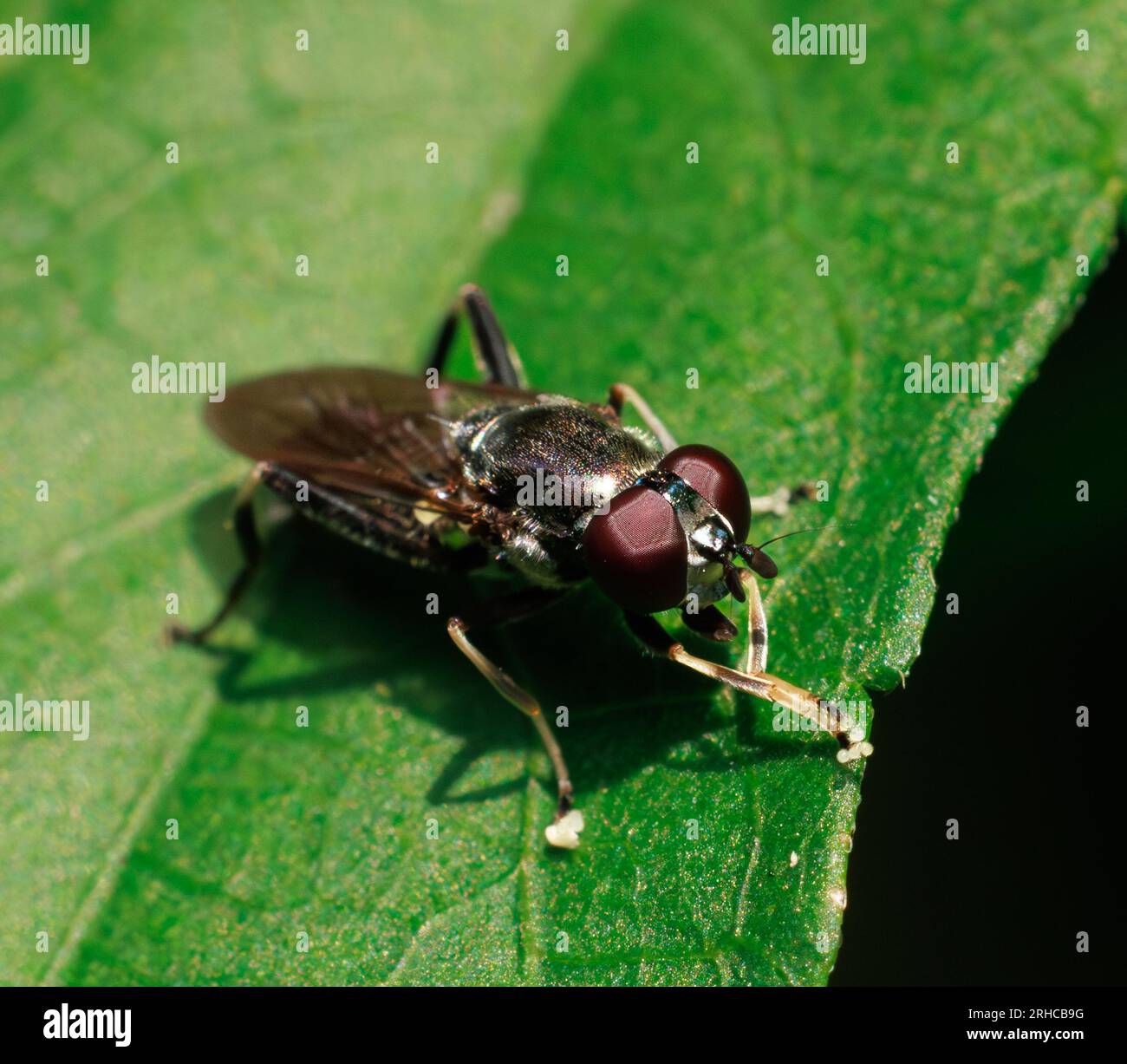 Cluster fly new jersey hi-res stock photography and images - Alamy