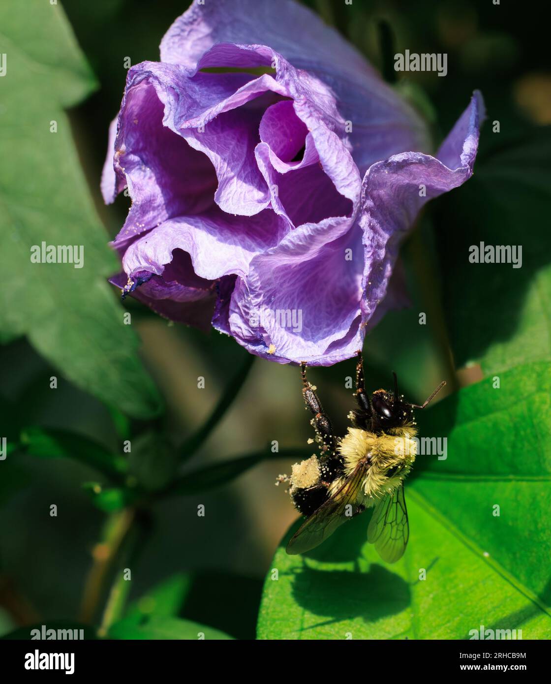 Bumble bee pollinating hibiscus flower Stock Photo - Alamy