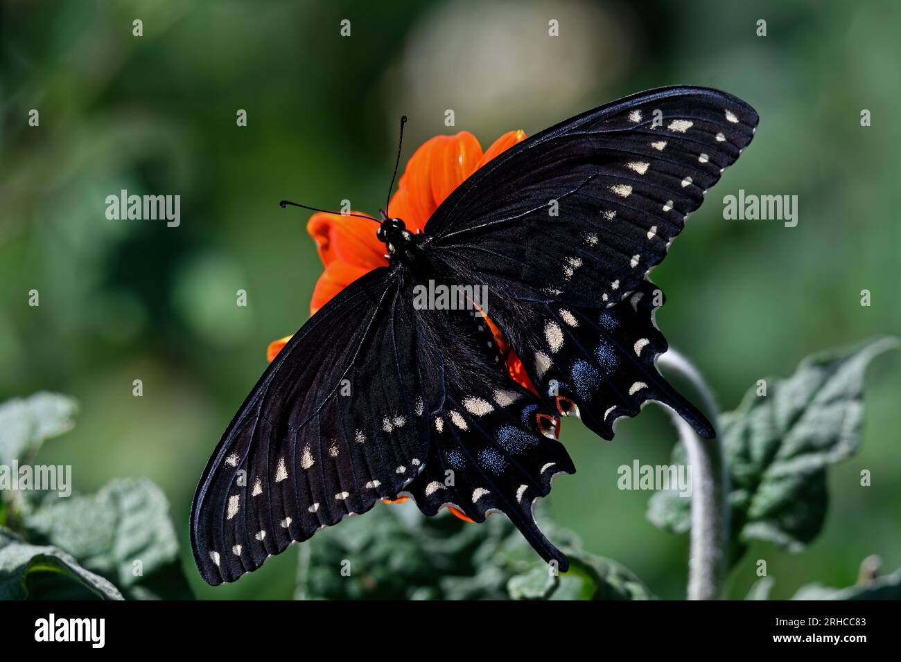 Flier insect hi-res stock photography and images - Alamy