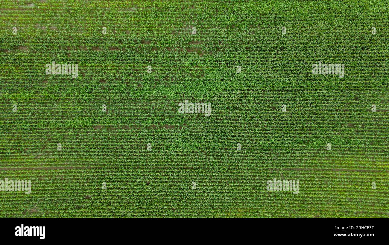 Maize field by drone hi-res stock photography and images - Alamy