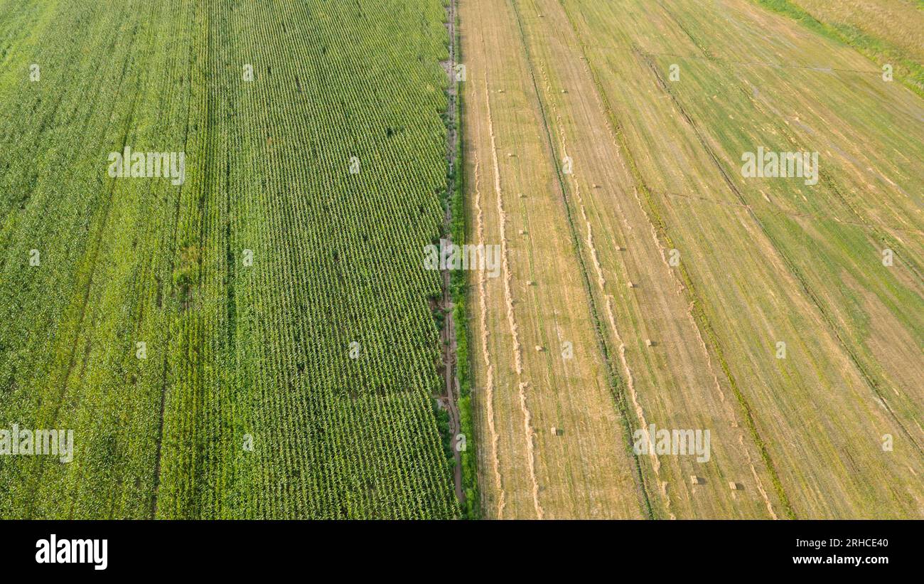 Two agro-cultural fields are separated by a ditch. Harvest time. View ...