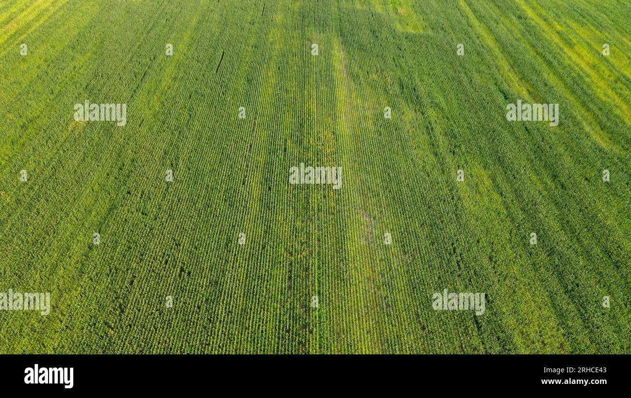 A huge cornfield. The plants are growing in rows. View from above Stock ...
