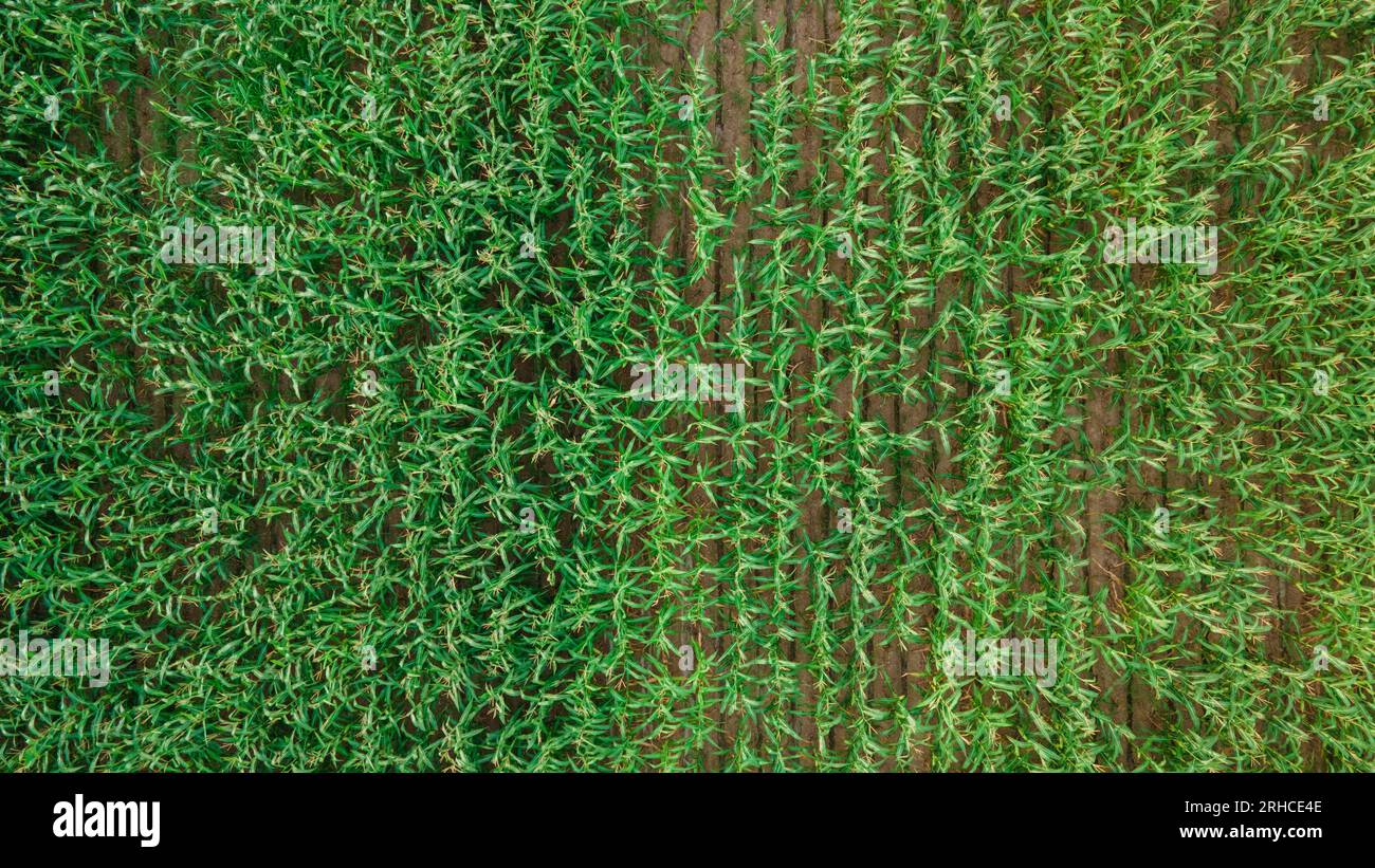 Top view corn field harvesting hi-res stock photography and images - Alamy