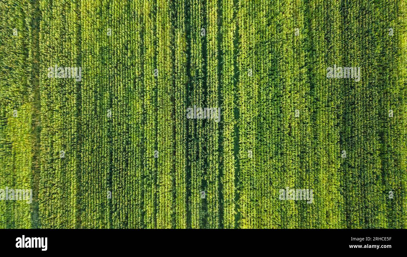 Rows ripening corn view hi-res stock photography and images - Alamy