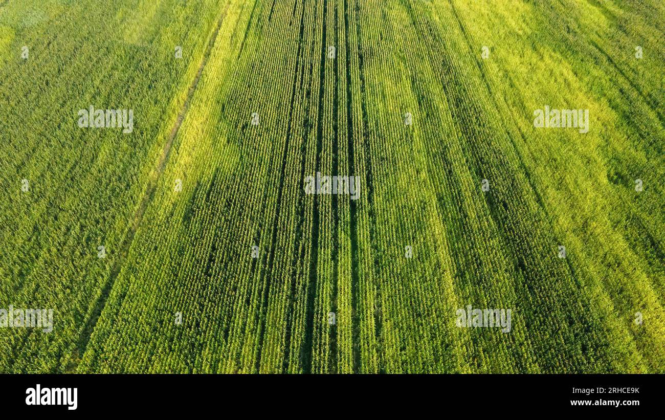 Aerial view field rows corn hi-res stock photography and images - Alamy