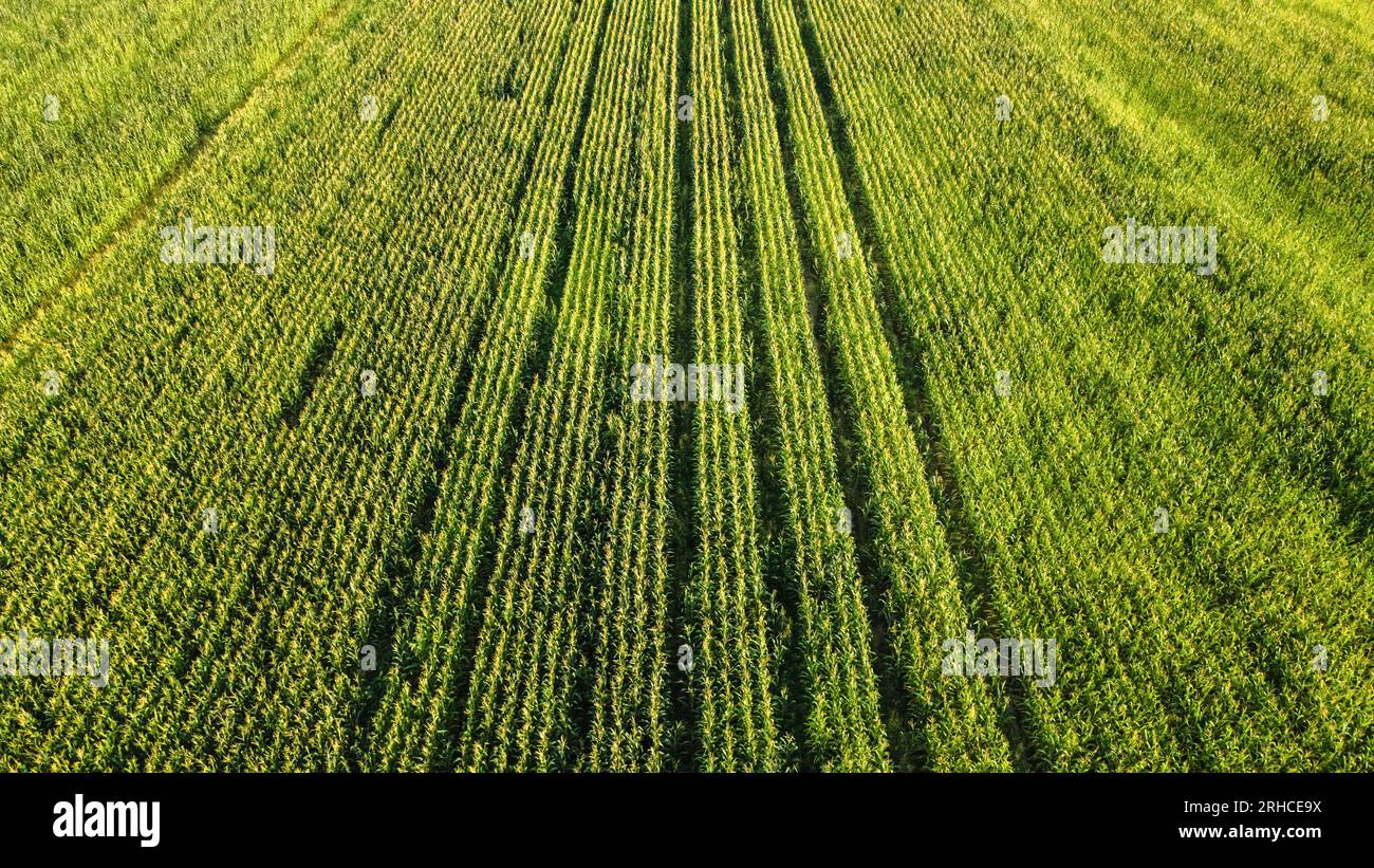 Rows ripening corn view hi-res stock photography and images - Alamy
