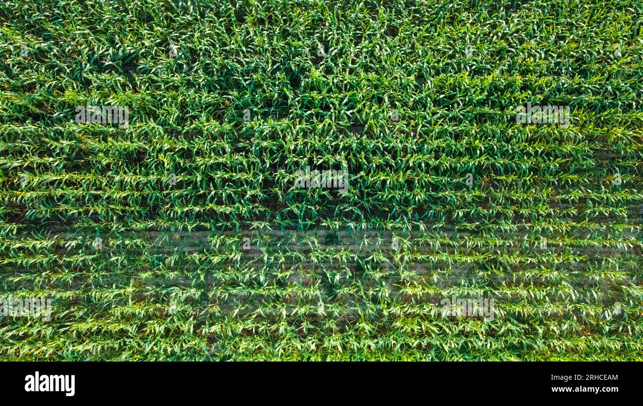 Beds of ripe corn in the field. View from above Stock Photo - Alamy