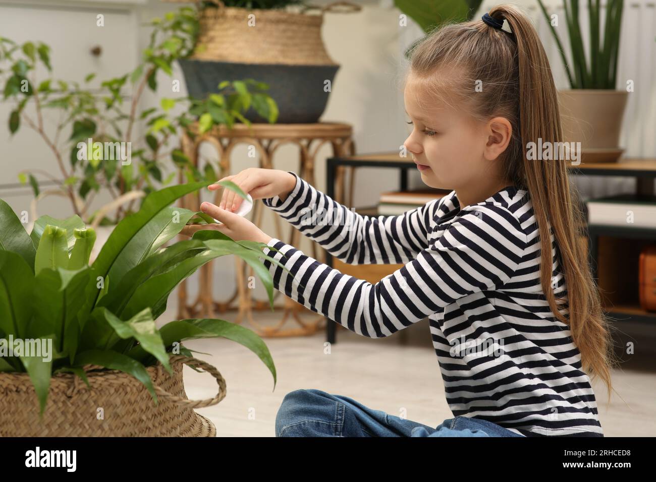 Cute girl wiping plant's leaves with cotton pad at home. House decor ...