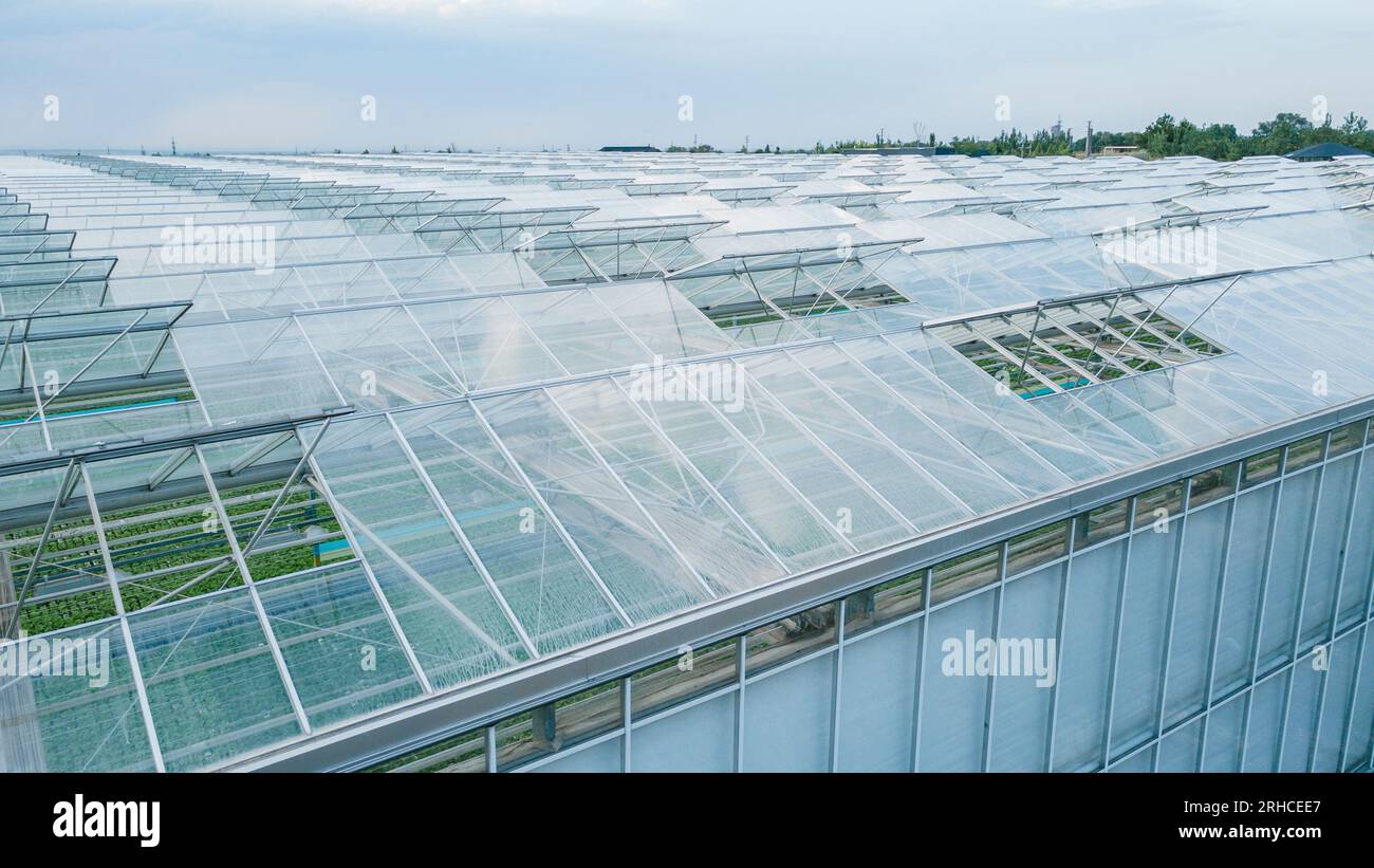 Glass greenhouse roof with open windows. Agricultural business Stock ...