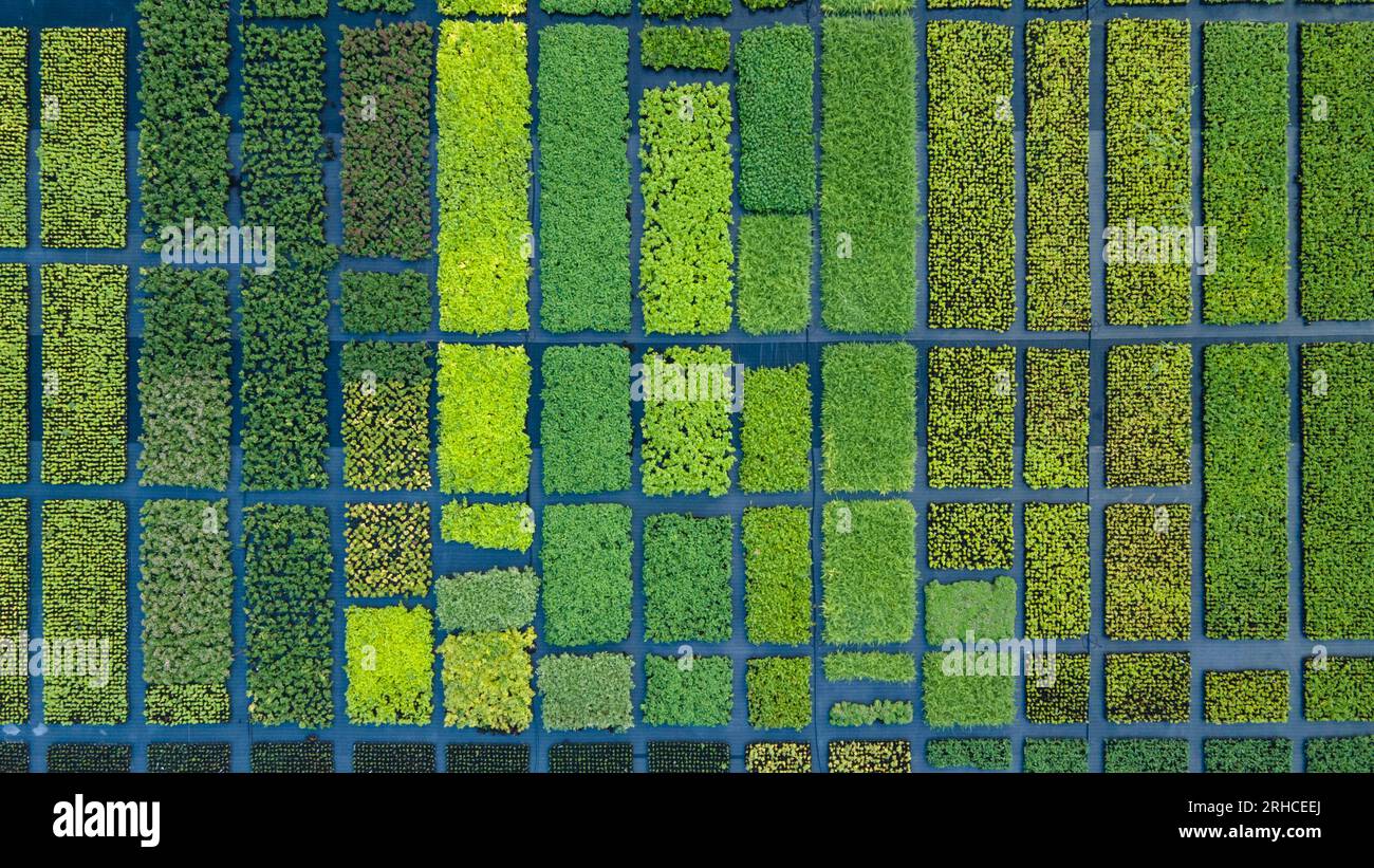 Ornamental plantation hi-res stock photography and images - Alamy
