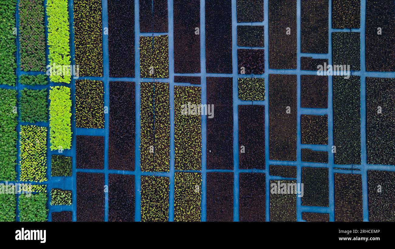 Plant cells in an outdoor nursery. Agribusiness. View from above Stock ...