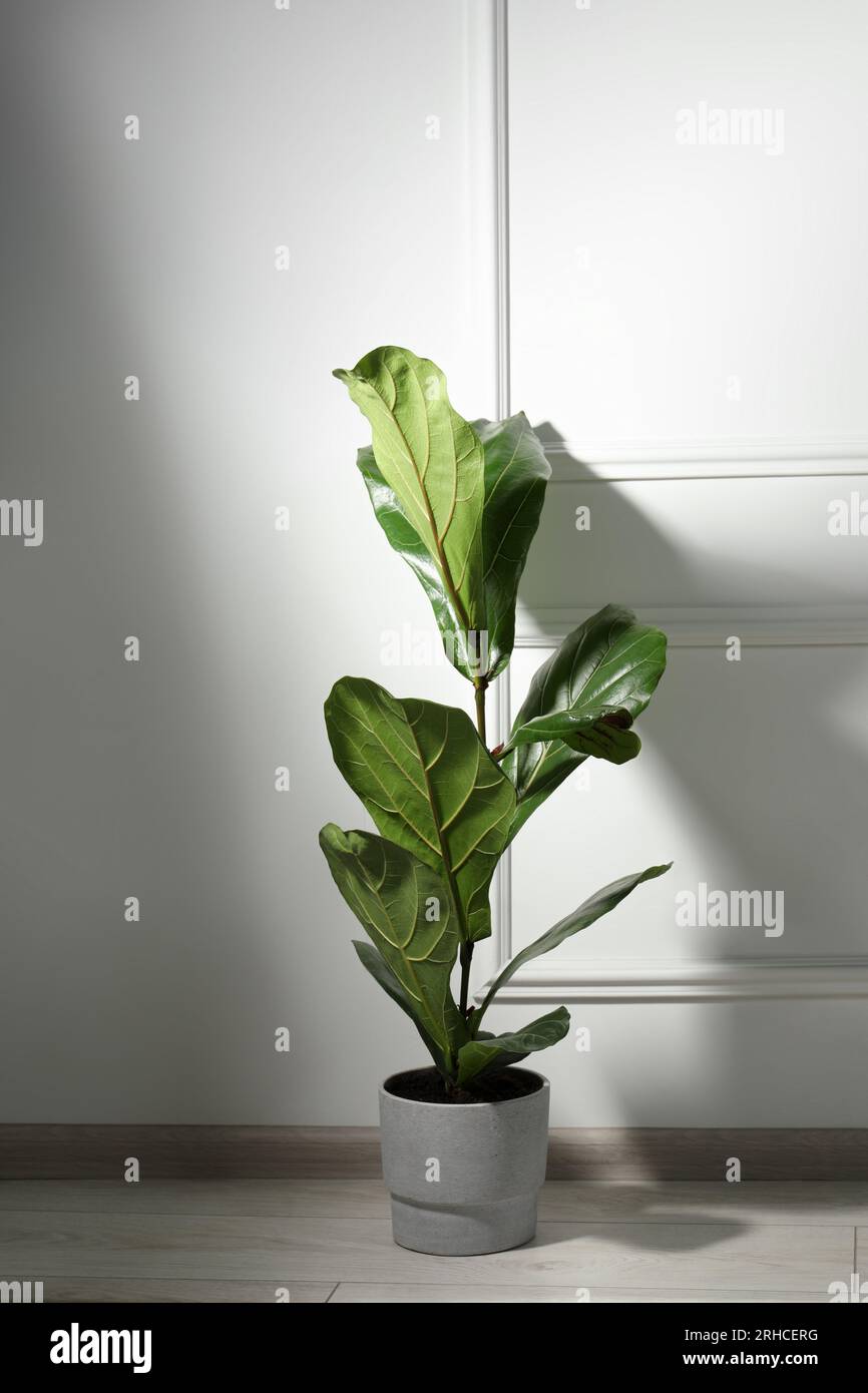 Potted ficus on floor near white wall indoors. Beautiful houseplant ...