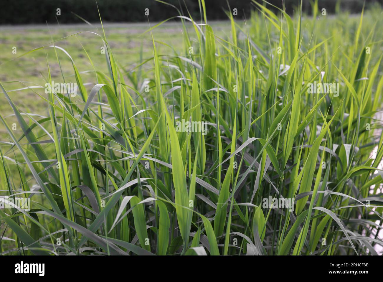 Grass growing riverside outdoors hi-res stock photography and images ...