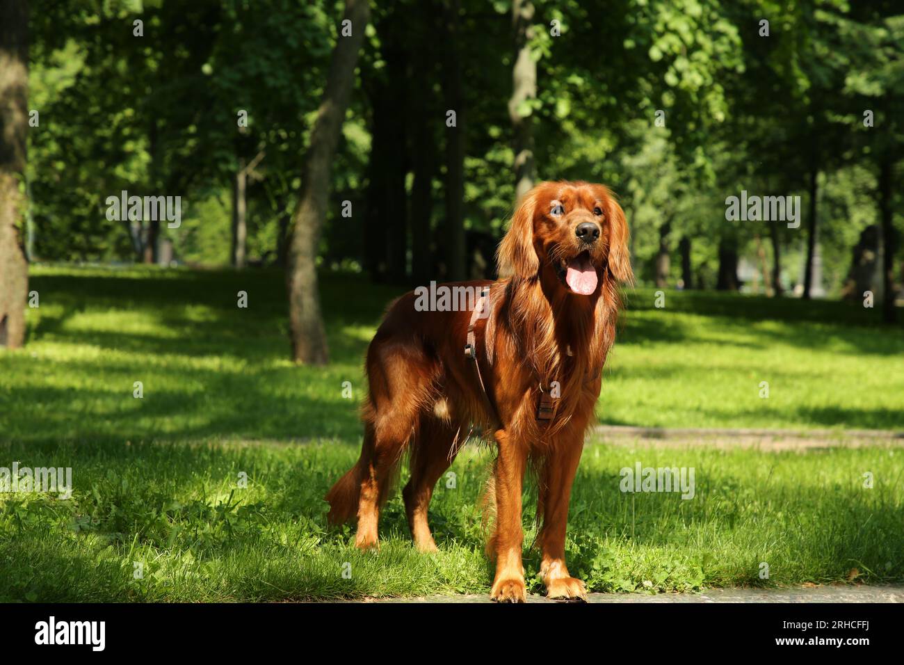 Cute Irish Setter on green grass outdoors. Dog walking Stock Photo - Alamy